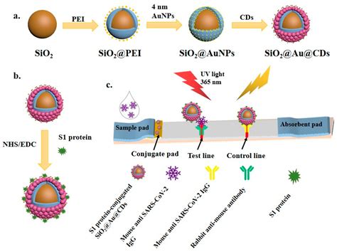 Fast And Sensitive Detection Of Anti Sars Cov 2 Igg Using Sio2aucds Nanoparticle Based Lateral