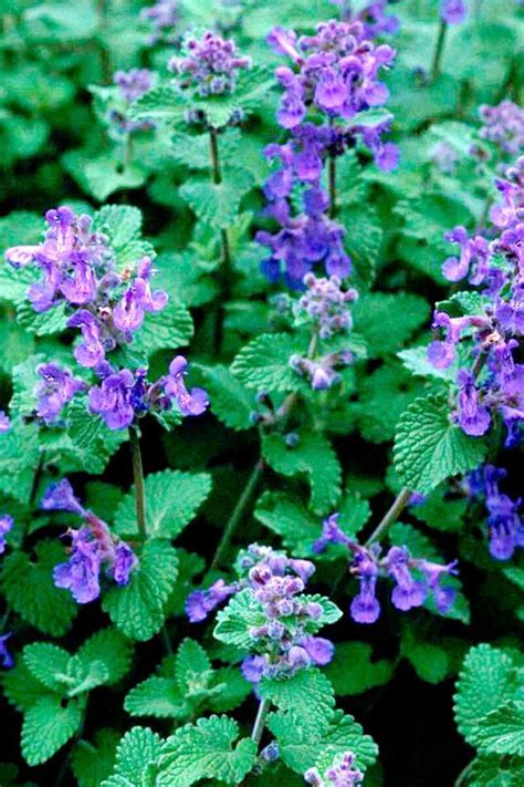 Catmint Vs Catnip Know The Differences Before You Plant Shade Garden Plants Edging Plants