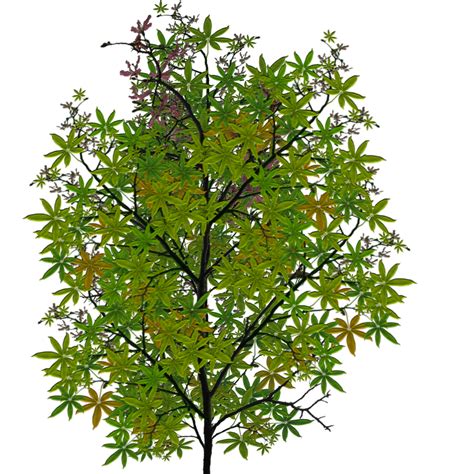 Photomanipulated Plant Textures KapokBigBush Png OpenGameArt Org