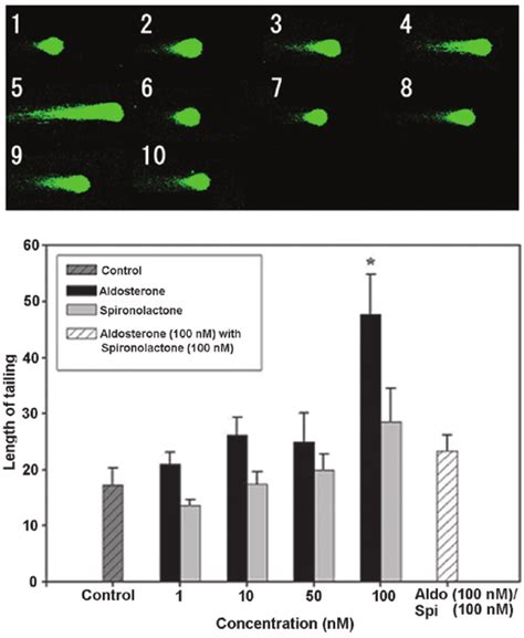 DNA Damage In Hippocampal Floating Cells Caused By Aldosterone And Its