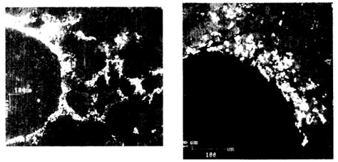 Low Magnification View Of Microstructure Areas Intruded With Woods