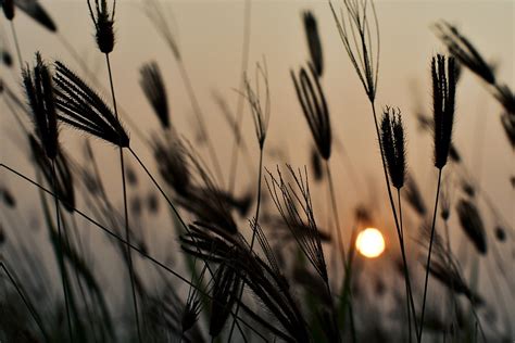 Evening Grass Seeds Free Photo On Pixabay Pixabay