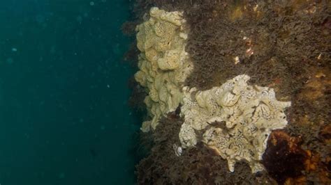 Didemnum Perlucidum