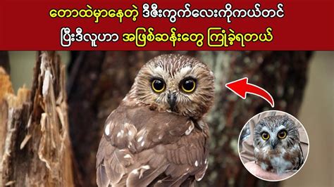 တောထဲမှာ အဖော်ကွဲနေတဲ ဇီးကွက်လေးကို ကယ်တင်ပြီးနောက် ဒီလူဟာ အဖြစ်ဆန်းတွေ ကြုံခဲ့ရတယ် Youtube