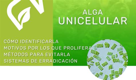 Eliminar Alga Unicelular Acuario Plantado Blog Acuariofilia Na