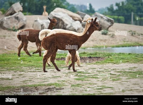 Alpacas Walk At The African Safari Wildlife Park In Port Clinton Ohio