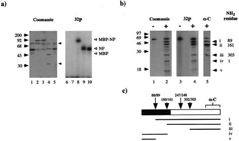 RNA Binding Activity Of Recombinant NP A UV Cross Linking Analysis Download Scientific
