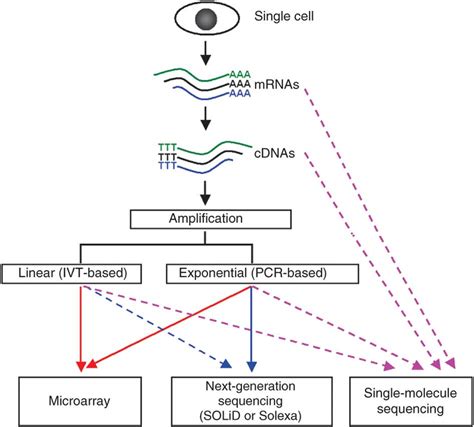 Strategies For Single Cell Transcriptome Analysissolid Lines Represent