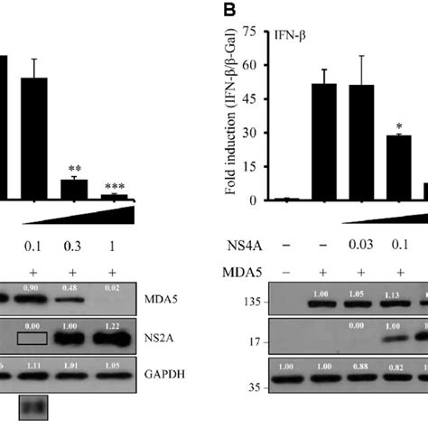 Zikv Ns2a And Ns4a Impairs Mda5 Induced Ifn β Signaling Pathway In A