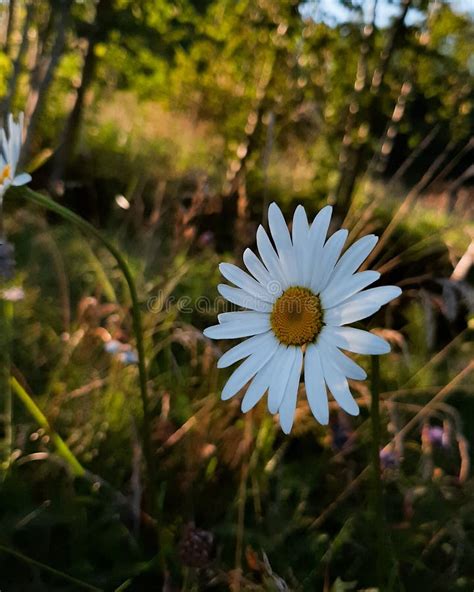 White Daisy Under The Evening Sun Stock Image Image Of Warm Yellow