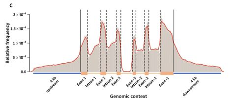 Plot Read Density Across A Normalized Gene Model For Its Each Exon