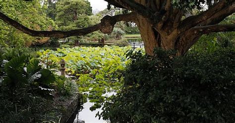 Royal Botanical Gardens Sydney Imgur