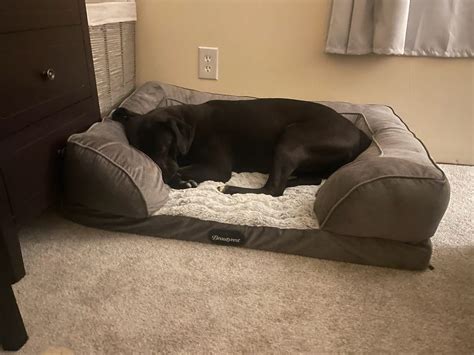9 Best Dog Beds Best Dog Beds For Large And Small Dogs