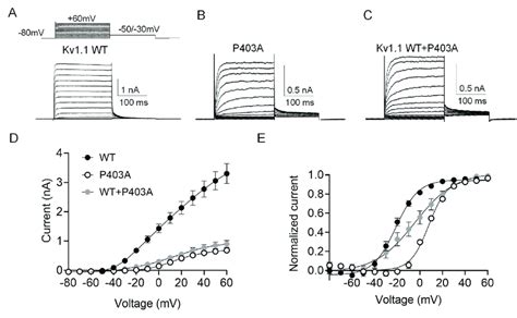 A C Representative Current Traces Evoked By 200 Ms Depolarizing Steps