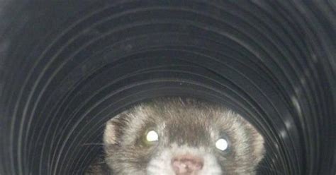 Spring Ferret Meme On Imgur