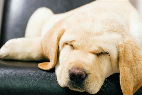 Mucus In The Stool In Dogs Symptoms Causes Diagnosis Treatment
