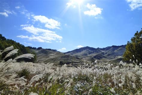 関西（兵庫）で楽しむ冬の花！椿（ツバキ）の花が見れる名所をご紹介