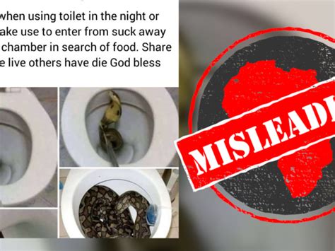 Venomous Snake Bites Cured By Bark Of A Cashew Tree No Seek Medical