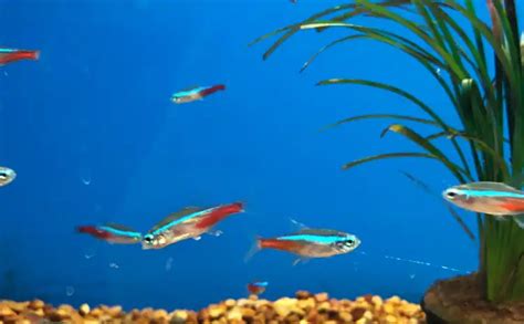 How Many Tetras Should You Keep Together 4 Tips To Keep Together