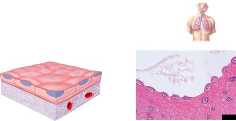 Simple Squamous Epithelium Location And Function Quizlet At Cristal Lawrence Blog