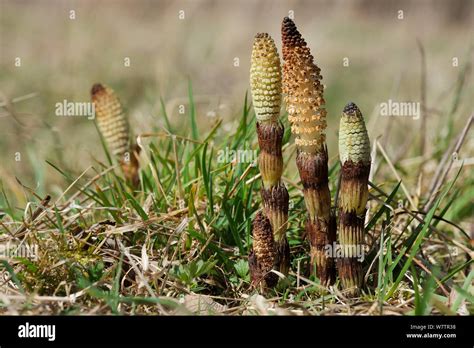 Pteridophytes Equisetum