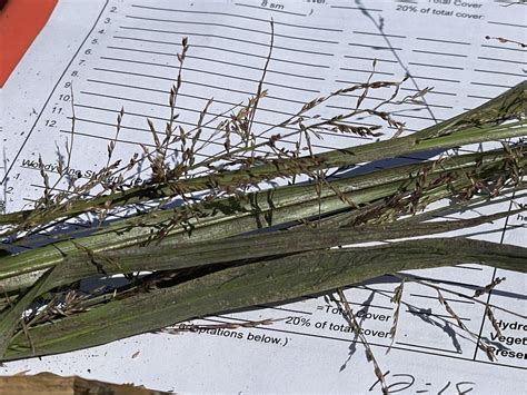 Redtop Panicgrass From Garfield Ga Us On November 1 2023 At 1234 Pm
