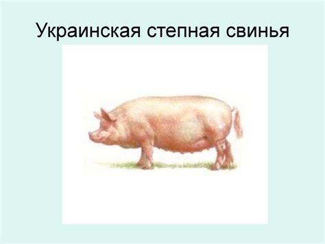 Отрасли животноводства к уроку Значение млекопитающих презентация