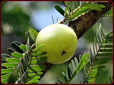 15 Low Calorie Indian Fruits Most Suitable For Weight Loss Strength