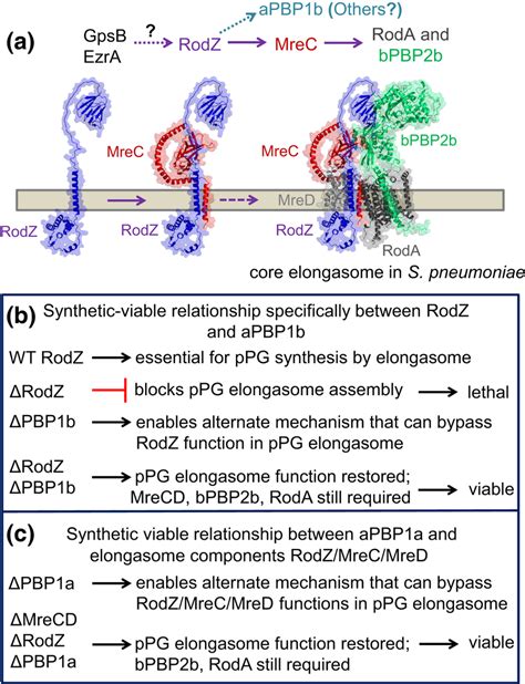 Models Of A The Assembly Hierarchy Of The Ppg Core Elongasome Download Scientific Diagram