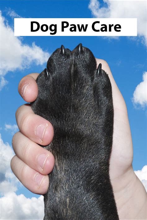 Dog Paw Care Tips To Keep Your Dogs Paws In Top Condition Paw Care