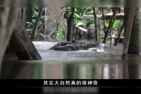 世界人类的禁地！却有万人住在其附近，里面到底隐藏了什么禁地人类世界