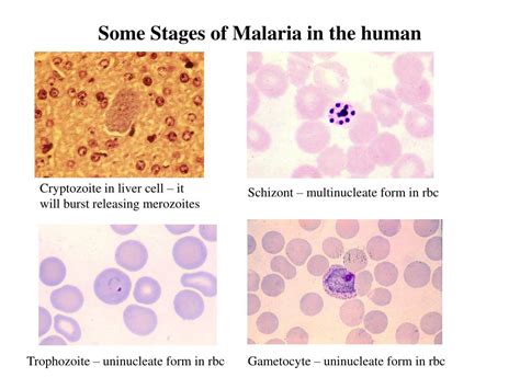 Ppt Phylum Apicomplexa Chapters 8 And 9 Powerpoint Presentation Id 6876