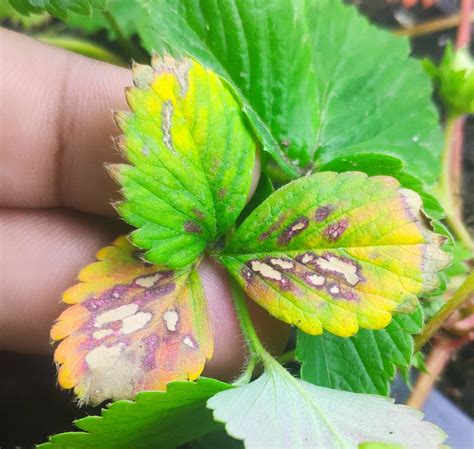 Identification Is This Image Shows My Strawberry Plant Have Leaf