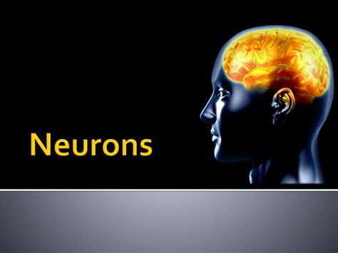 Ppt Neurons Powerpoint Presentation Free Download Id2861346