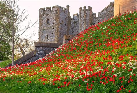Arundel Castles 2023 Tulip Festival Sussex Local