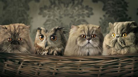 Wallpaper Owl Whiskers Persian Kitten Vertebrate Cat Like Mammal