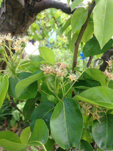 Down On The Allotment Pear Tree Pollination