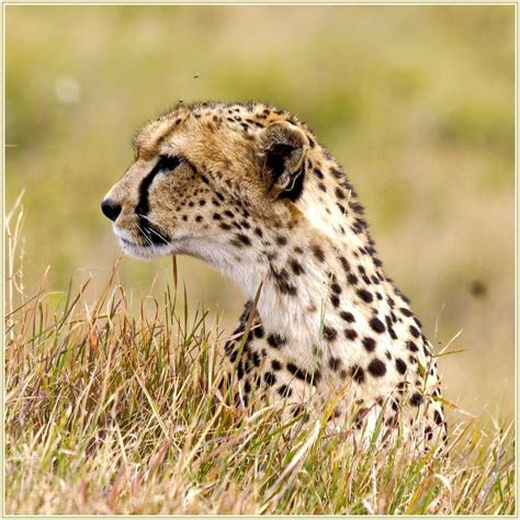 Junger Gepard Auf Der Jagd Foto And Bild Africa Eastern Africa