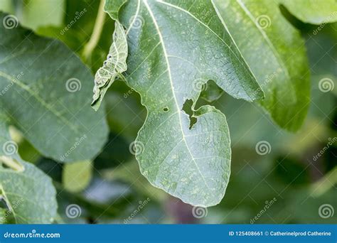 Plant Disease Septoria Leaf Spot Symptoms On Fig Tree Royalty Free