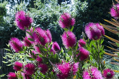 Callistemon ‘purple Splendour Bottlebrush The Plant Cellar