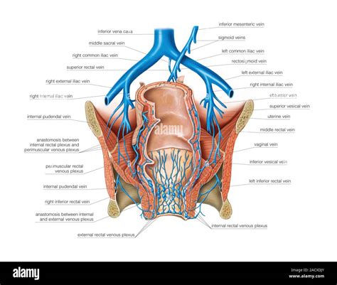 Ilustración del sistema venoso de la pelvis femenina Esta vista