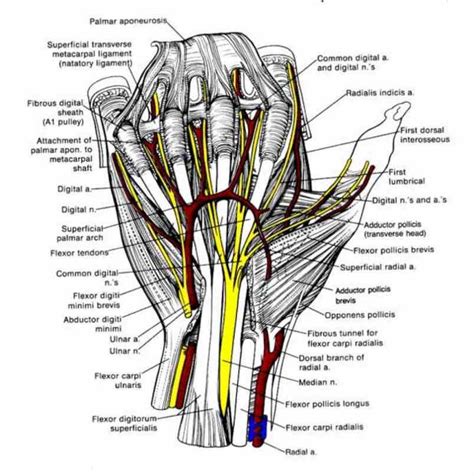 Anatomy Of Hand And Wrist