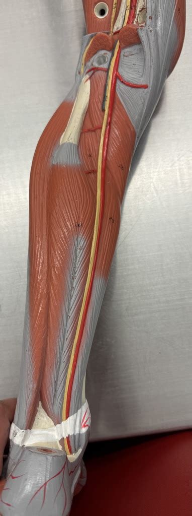 Posterior Lower Leg Vessels Diagram Quizlet
