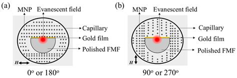 Schematic Diagrams Of The Magnetic Nanoparticles Mnps Distribution