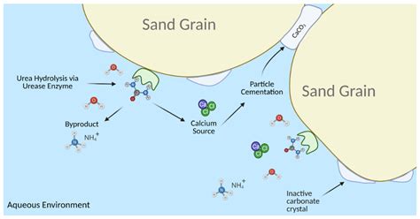Geosciences Free Full Text State Of The Art Review Of Enzyme Induced Calcite Precipitation
