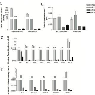 MiR Expression In UM Patients And Cell Lines A MiR122 MiR144