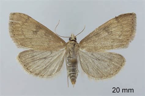 Udea Accolalis Lepiwiki