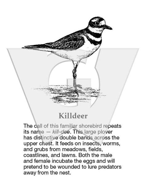 Killdeer Wilderness Graphics Inc