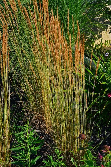 Some Ornamental Grass Reviews The Obsessive Neurotic Gardener