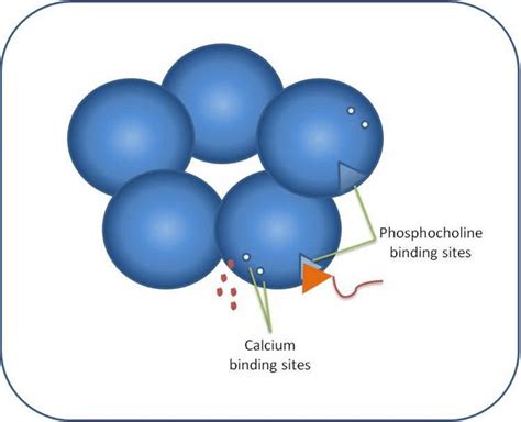 Pentameter Structure Of Crp Download Scientific Diagram